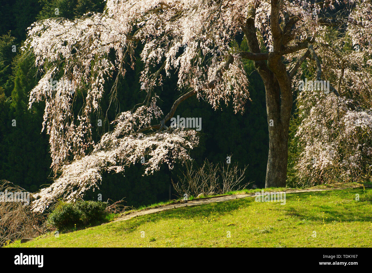 Weeping cherry tree in Yoichino, Hiroshima Prefecture, Japan Stock ...