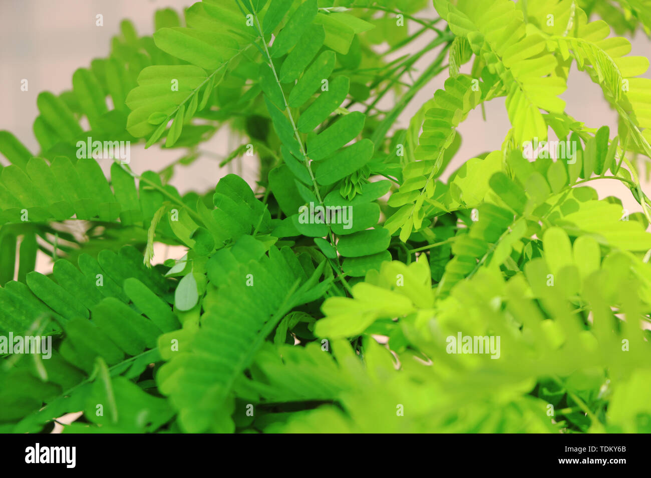 Chicken bone grass in Lingnan Chinese herbal material map Stock Photo ...