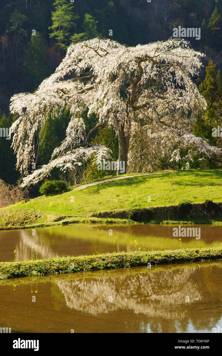 Weeping cherry tree in Yoichino, Hiroshima Prefecture, Japan Stock ...