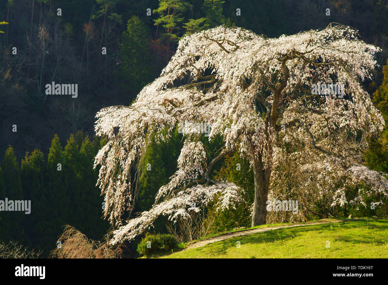 Weeping cherry tree in Yoichino, Hiroshima Prefecture, Japan Stock ...