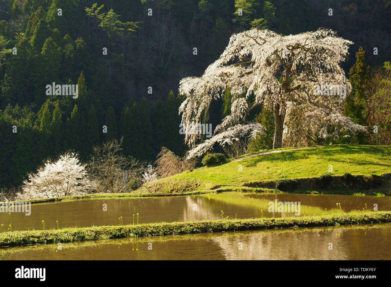 Weeping cherry tree in Yoichino, Hiroshima Prefecture, Japan Stock ...