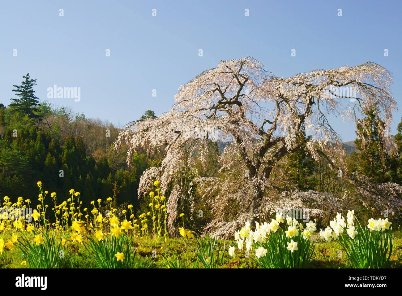 Weeping cherry tree in Yoichino, Hiroshima Prefecture, Japan Stock ...