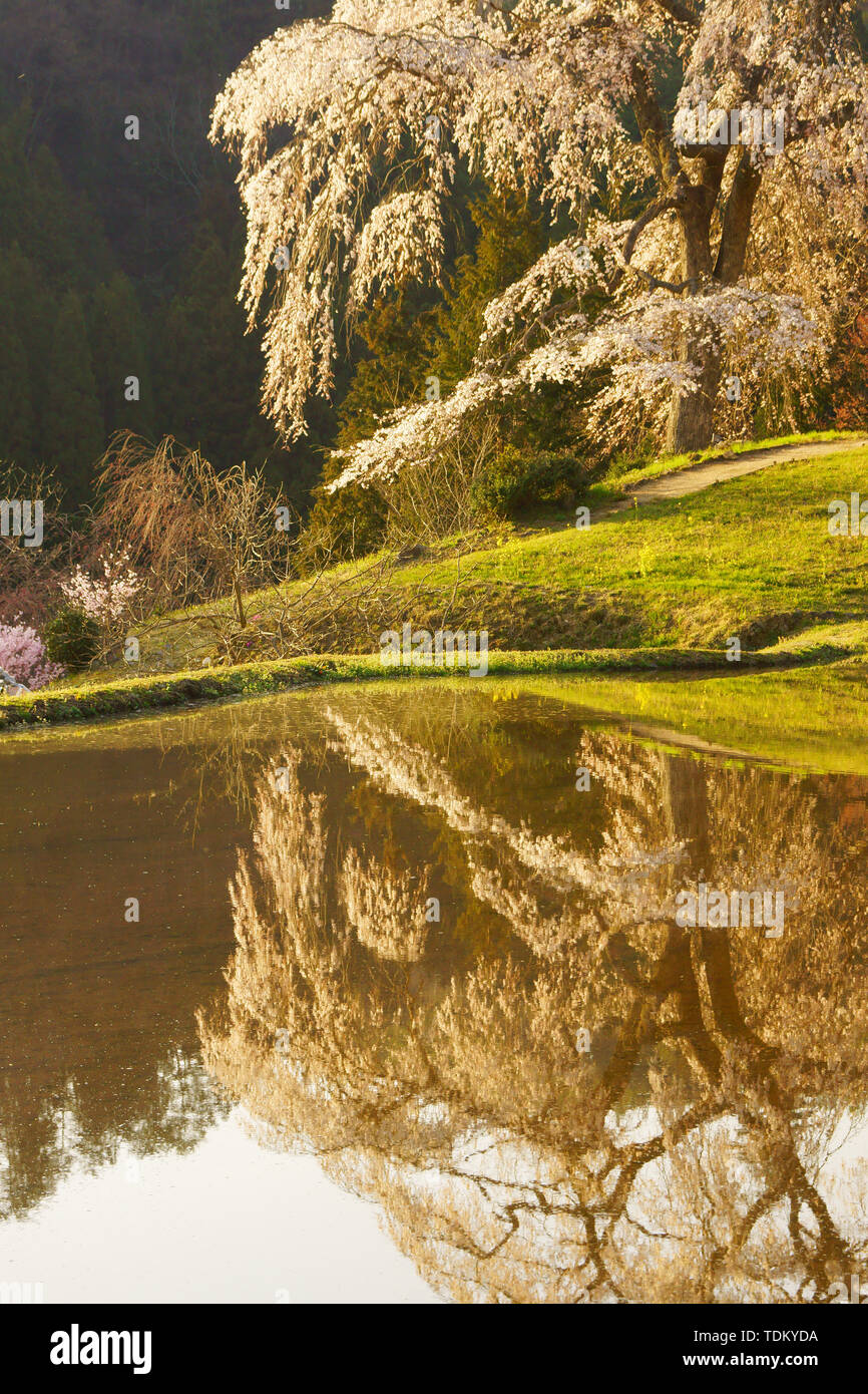 Weeping cherry tree in Yoichino, Hiroshima Prefecture, Japan Stock ...