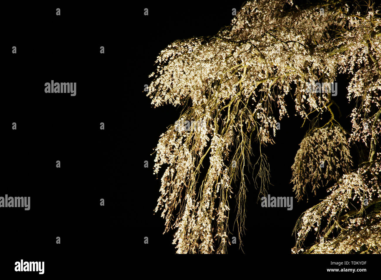 Weeping cherry tree in Yoichino, Hiroshima Prefecture, Japan Stock ...