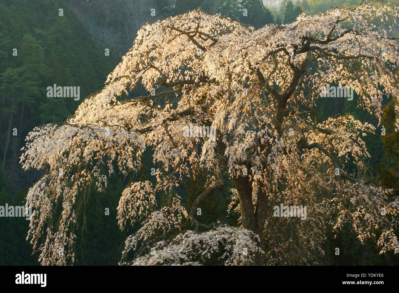 Yoichino weeping cherry tree hi-res stock photography and images - Alamy