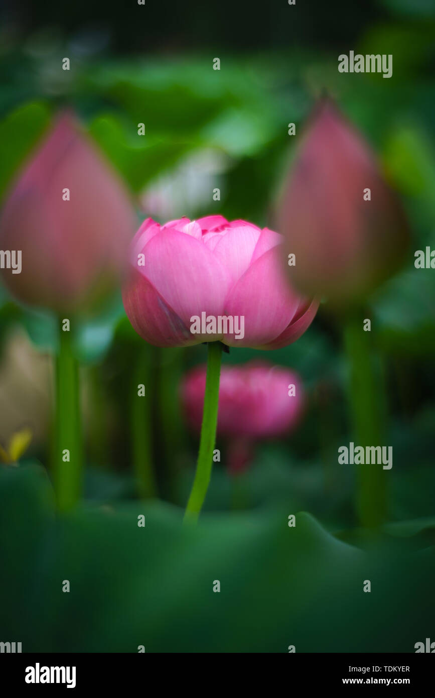 Aquatic plants in foreign countries hi-res stock photography and images ...