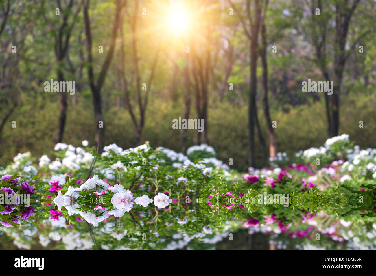 Peony flowers in Sui and Tang Botanical Garden in Luoyang, Henan ...