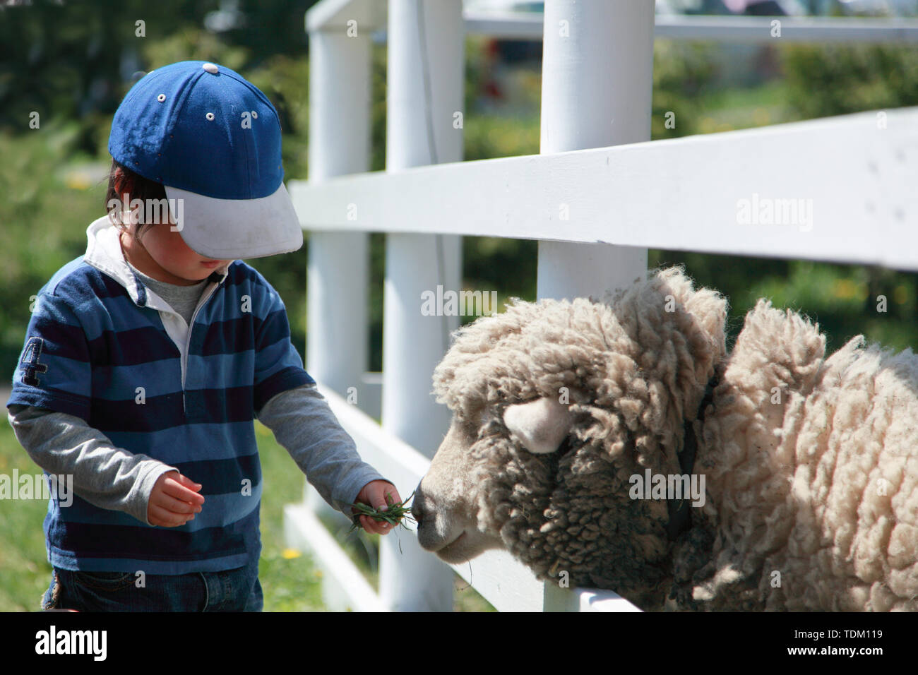 Child and sheep Stock Photo - Alamy