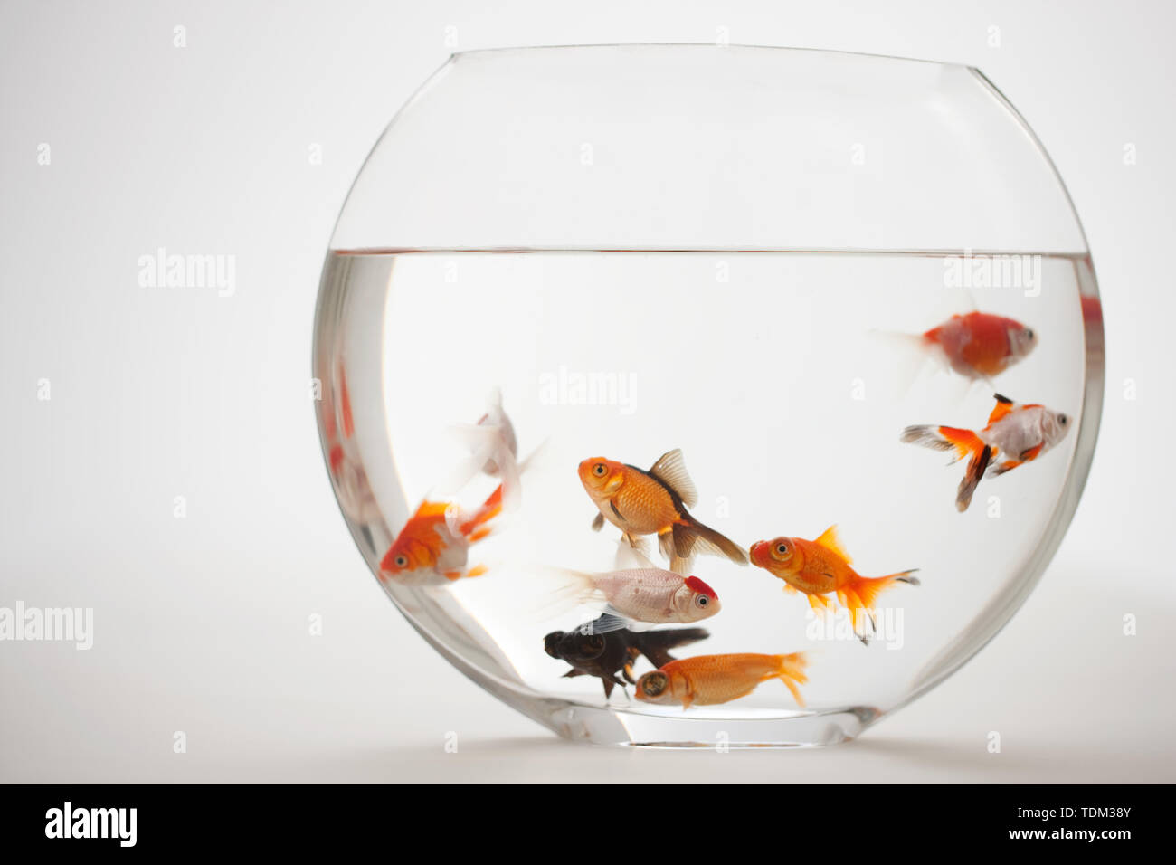 Goldfish bowl hi-res stock photography and images - Alamy