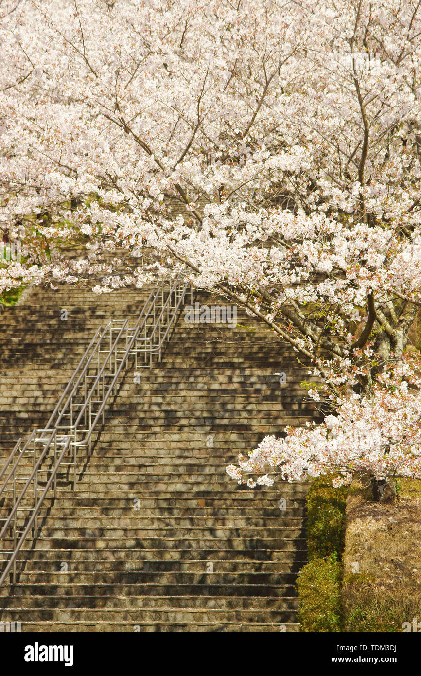 Cherry Blossoms and stairs Stock Photo - Alamy