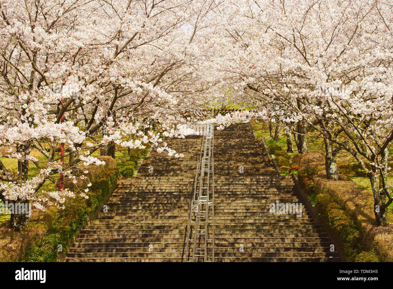 Cherry Blossoms and stairs Stock Photo - Alamy
