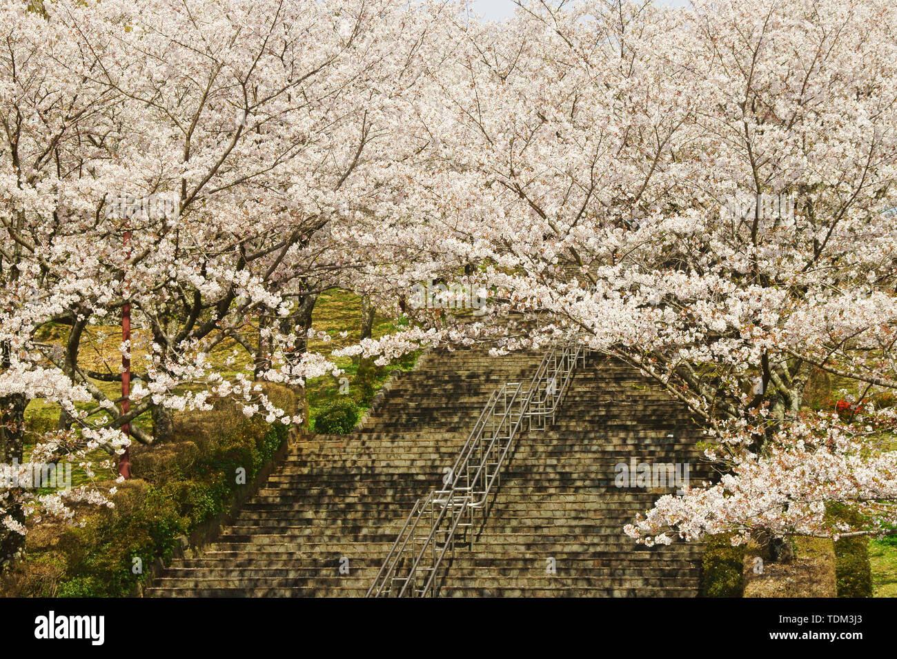 Cherry Blossoms and stairs Stock Photo - Alamy
