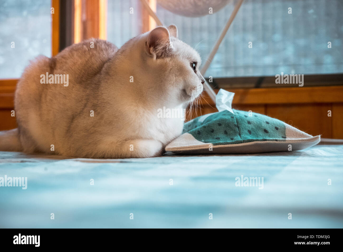 Cats love windows hi-res stock photography and images - Alamy