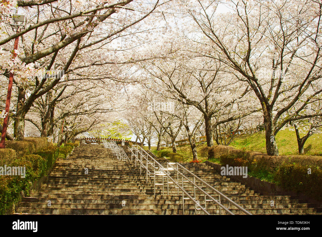 Cherry Blossoms and stairs Stock Photo - Alamy