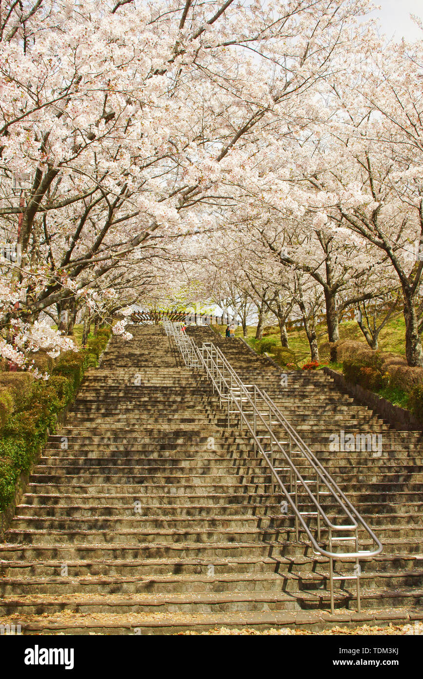 Cherry Blossoms and stairs Stock Photo - Alamy