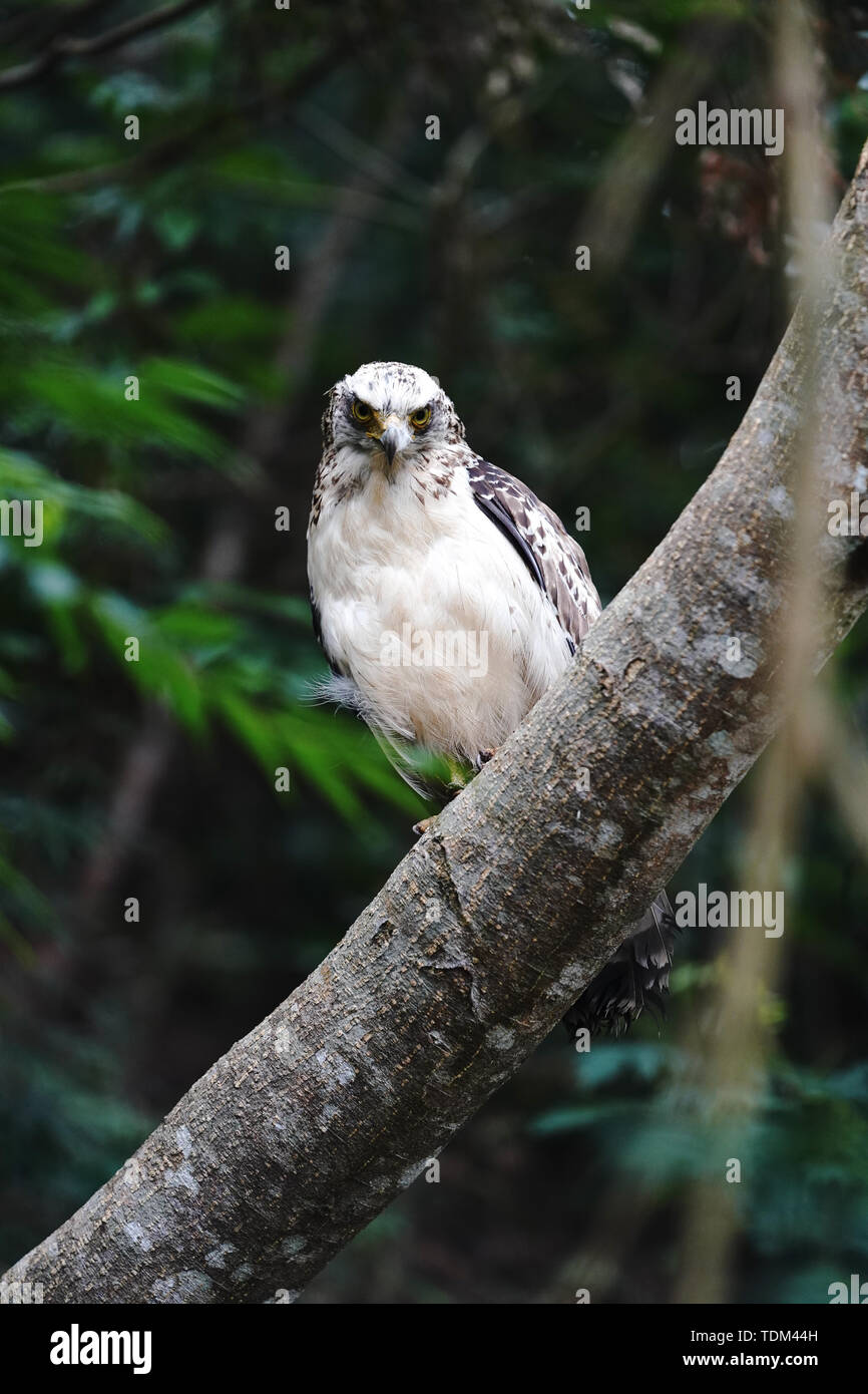Crested serpent eagle Stock Photo - Alamy