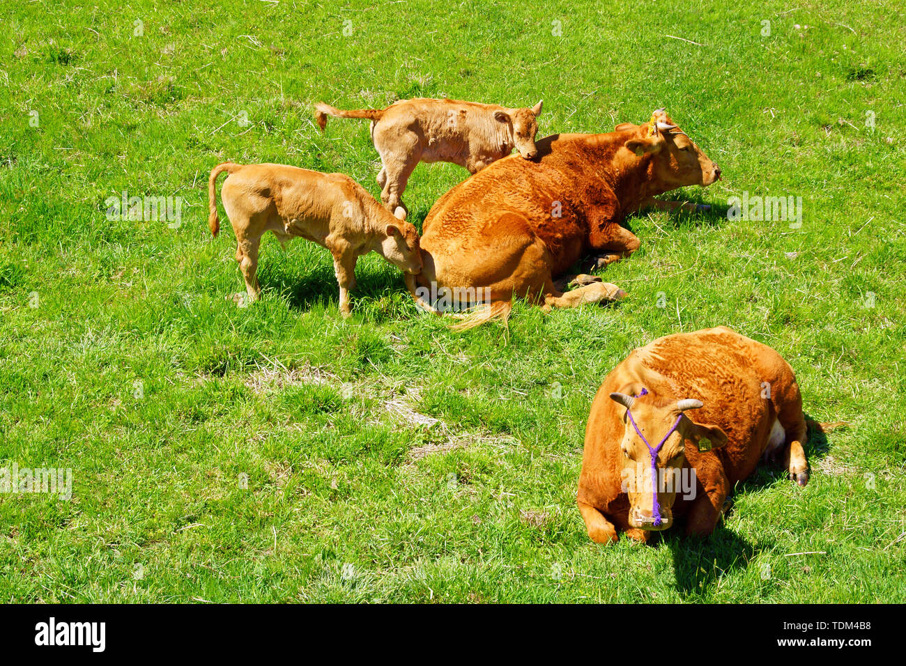 Aso cattle hi-res stock photography and images - Alamy