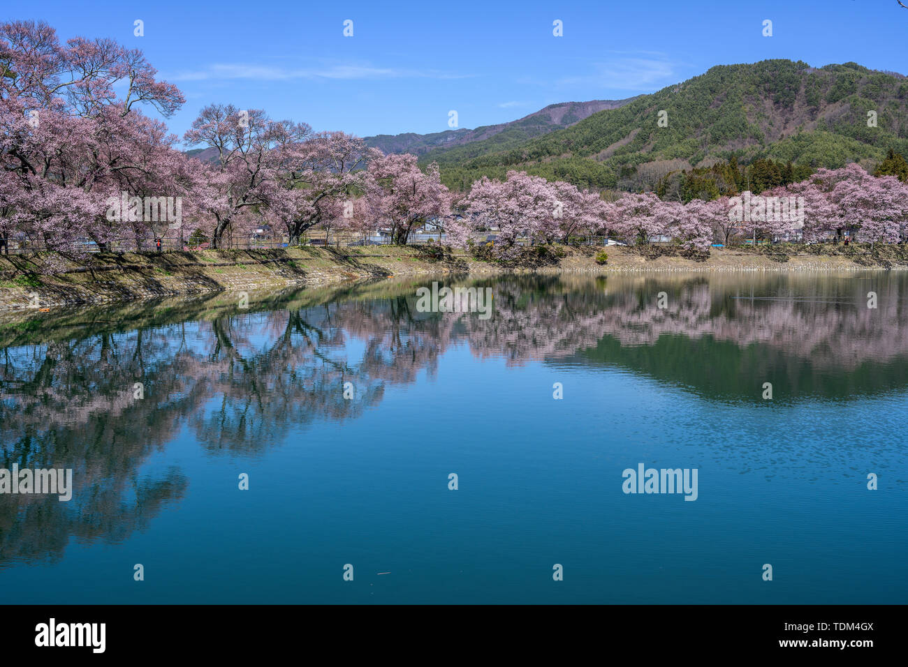 Tsutsumi Plant High Resolution Stock Photography and Images - Alamy