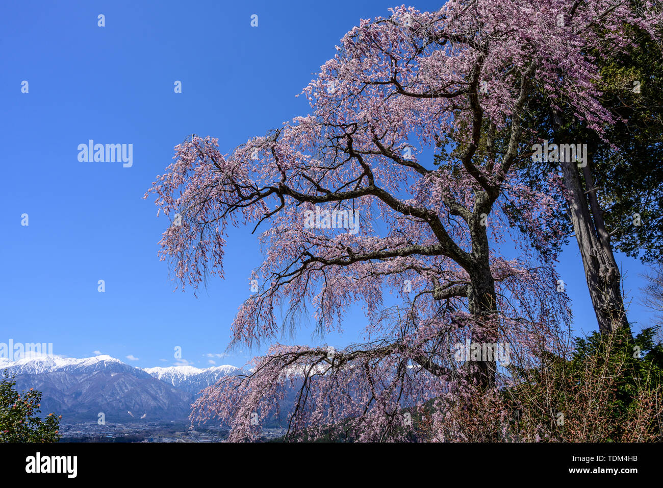 Seirin ji hi-res stock photography and images - Alamy