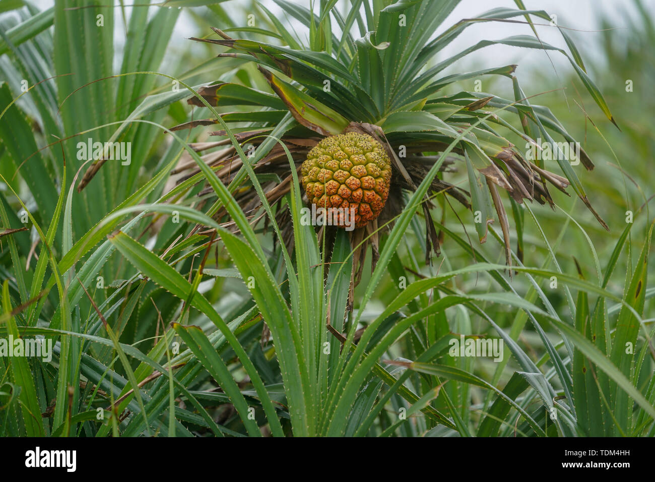 Screw pine fruit Stock Photo - Alamy