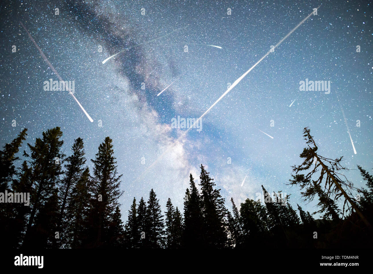 A view of a Meteor Shower and the Milky Way with a pine trees forest ...