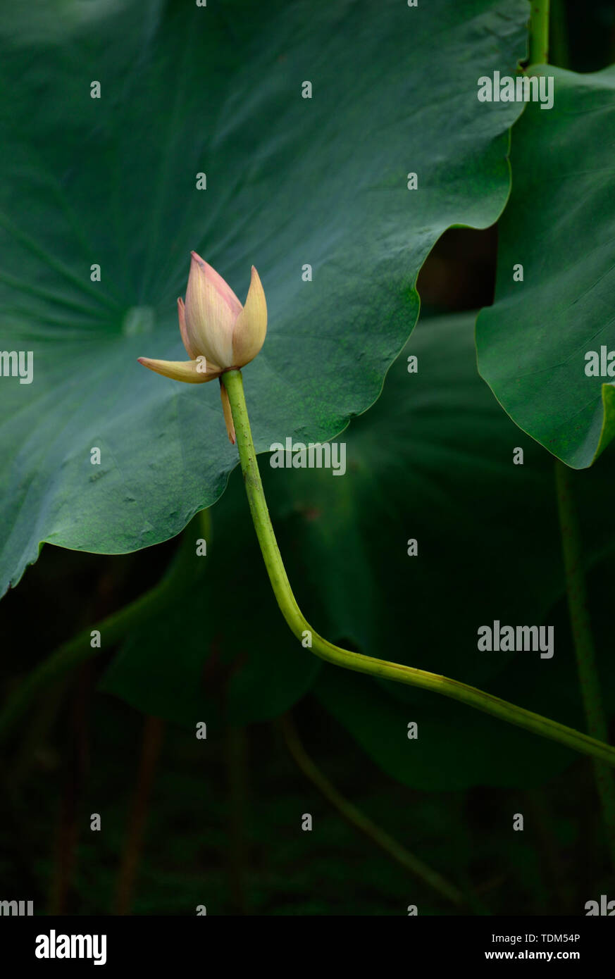 Foreign lotus genus hi-res stock photography and images - Alamy