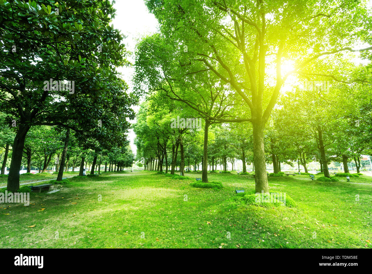 footpaths and trees in park Stock Photo - Alamy