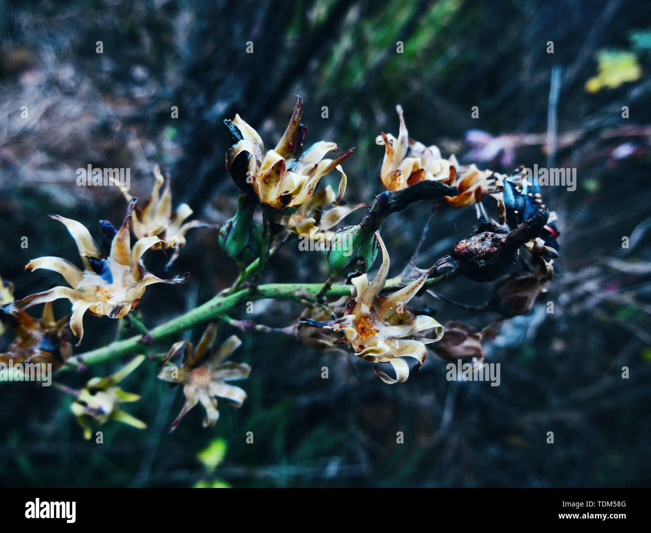 The base of Chrysanthemum Stock Photo - Alamy