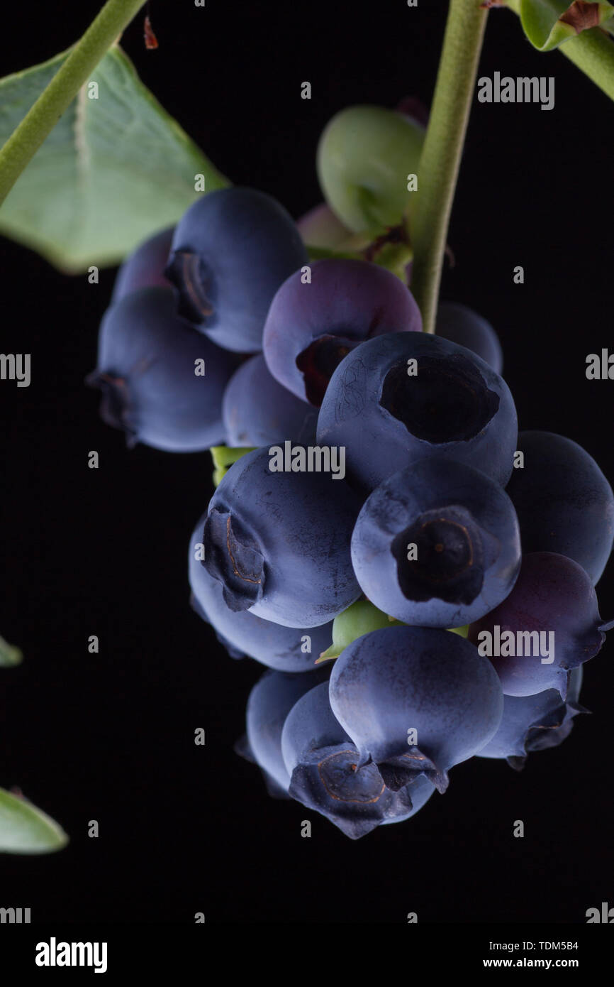 All stages of blueberry flowers and fruit Stock Photo - Alamy
