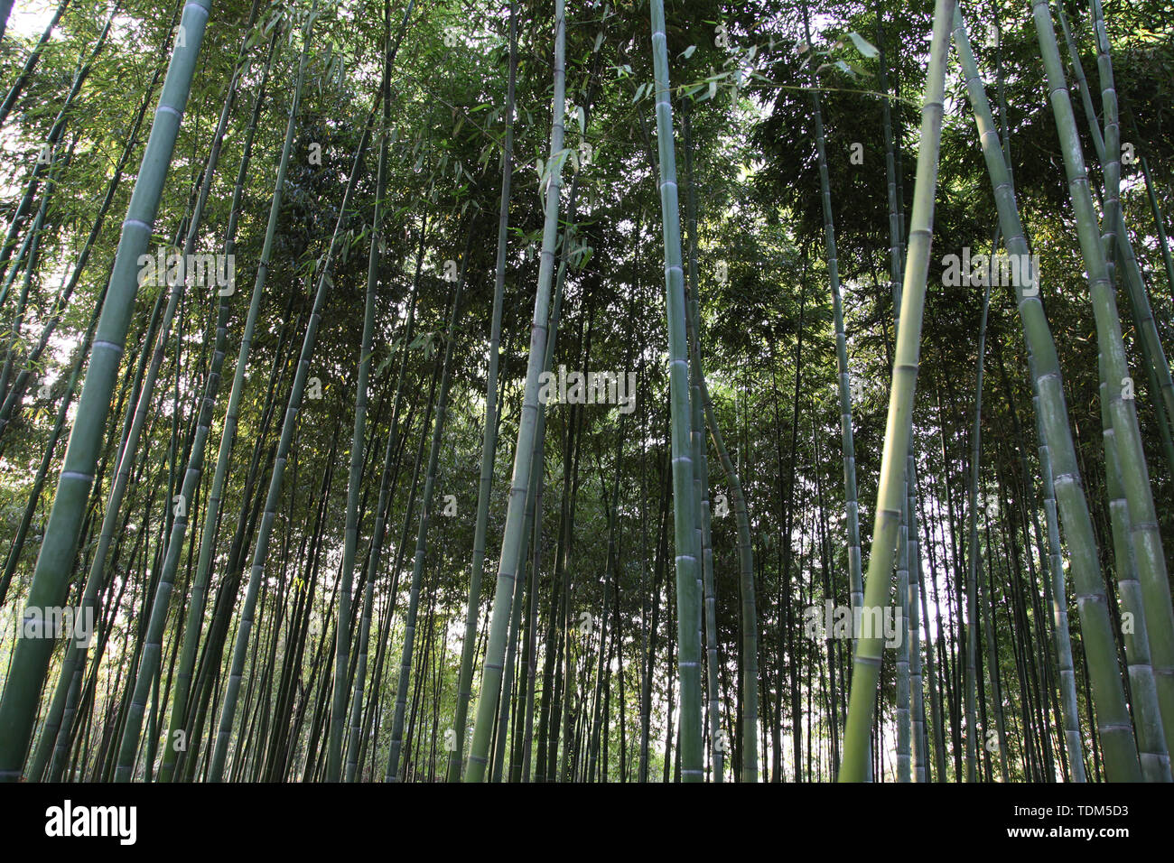 Bamboo garden materials hi-res stock photography and images - Alamy