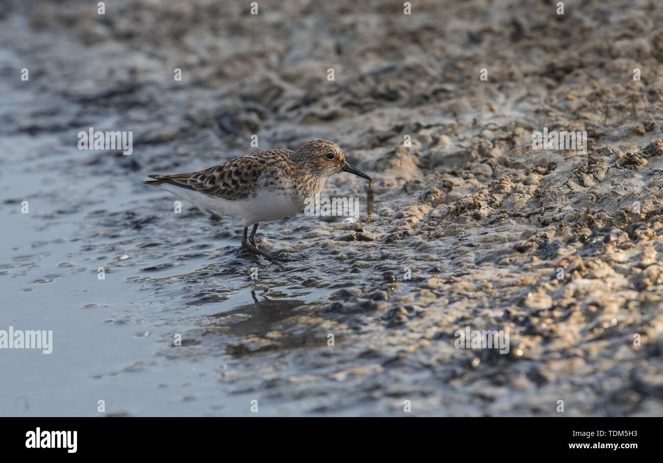 Little stint breeding plumage hi-res stock photography and images - Alamy