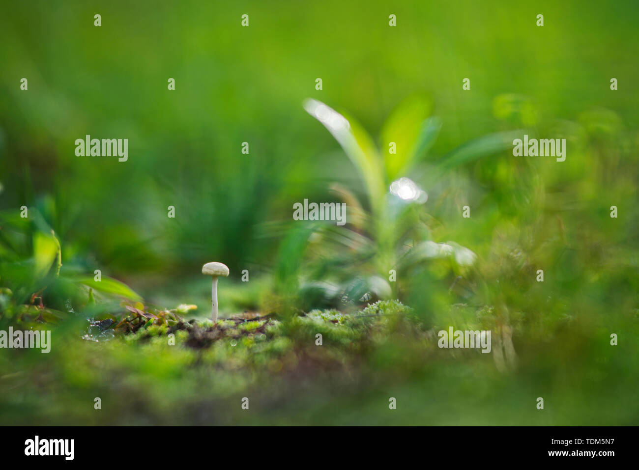Ecological photography, mushroom photos Stock Photo - Alamy