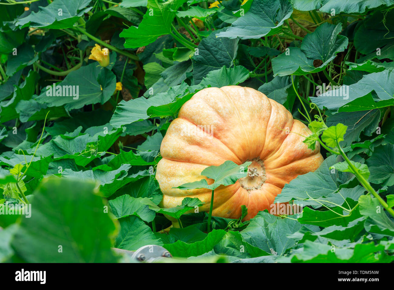 Giant pumpkin close up hi-res stock photography and images - Alamy
