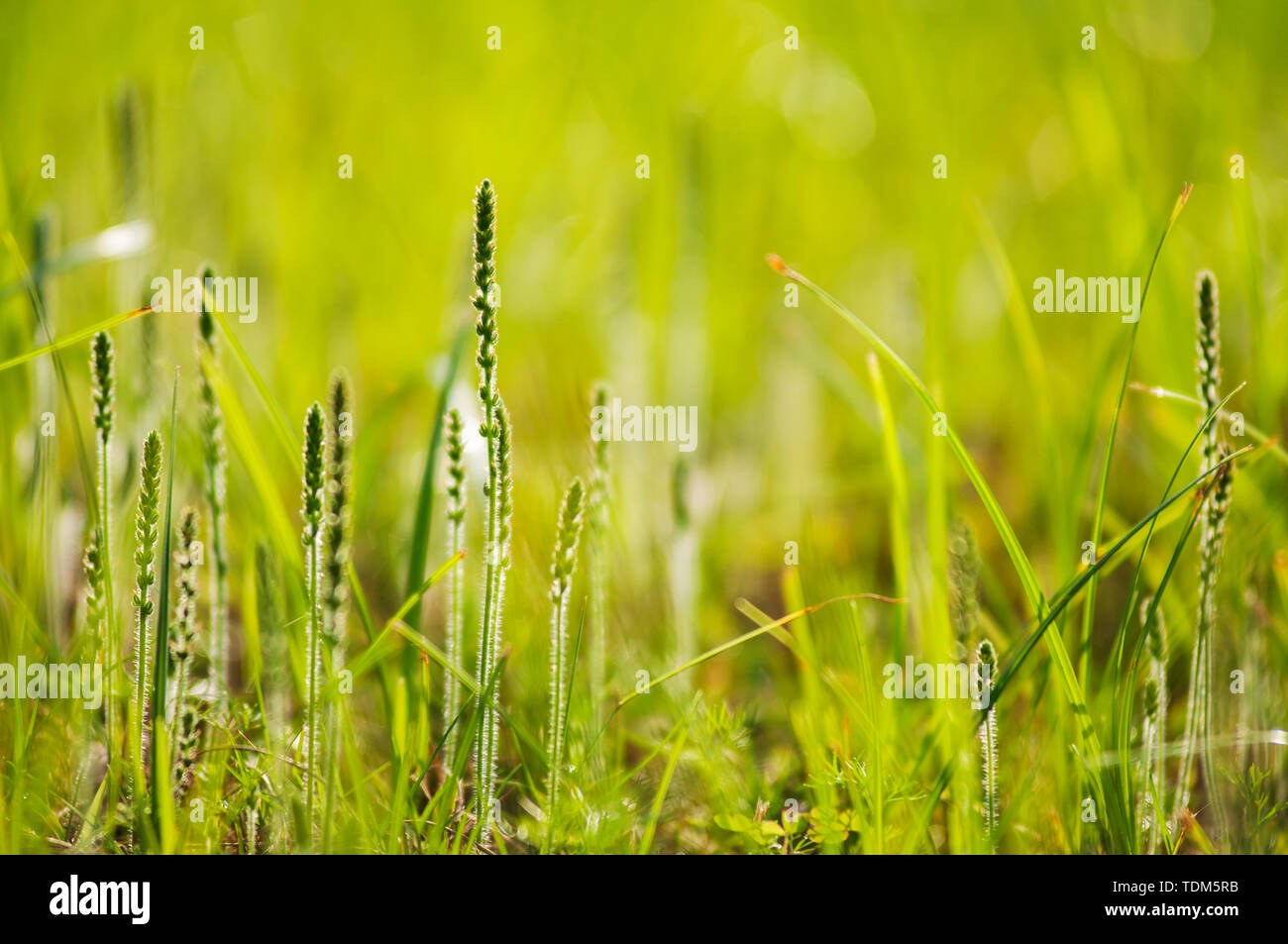 Morning backlight weeds Stock Photo - Alamy
