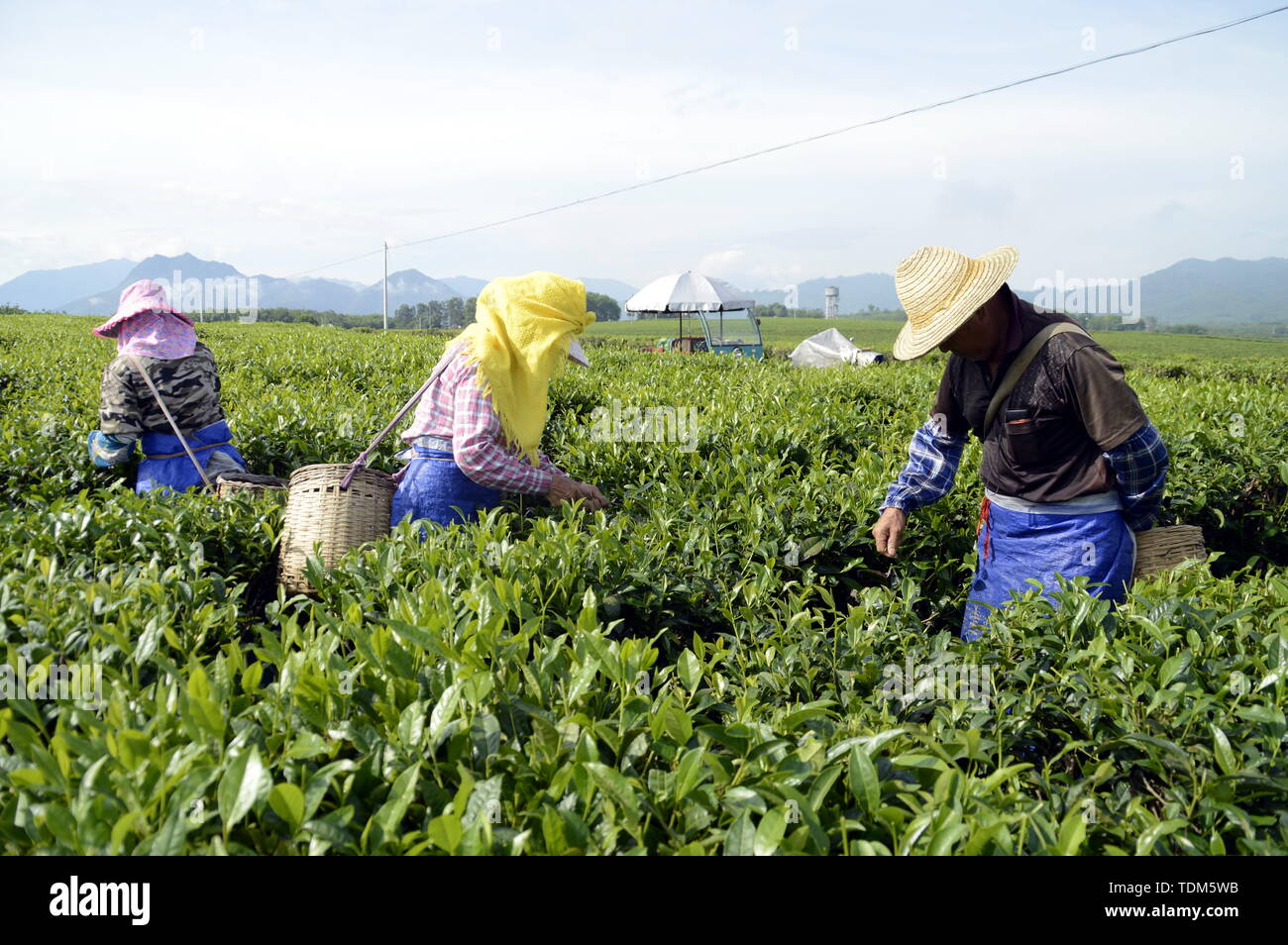 Hainan tea hi-res stock photography and images - Alamy