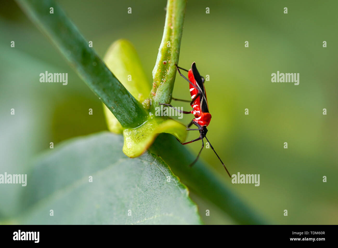 Cotton stainer bugs Stock Photo - Alamy
