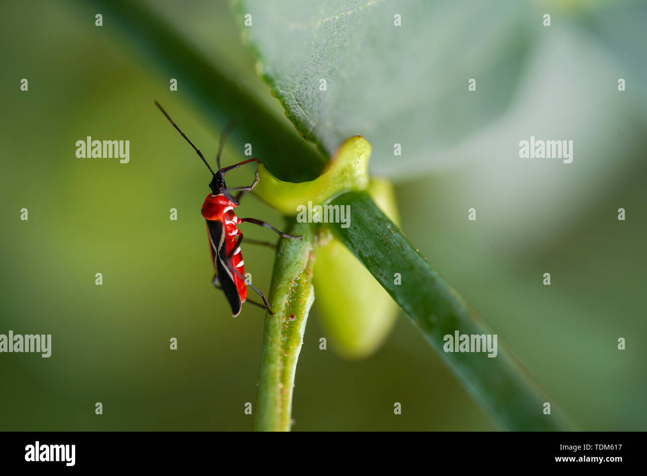 Cotton stainer bugs Stock Photo - Alamy