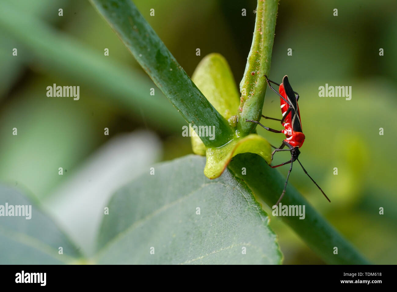 Cotton stainer bugs Stock Photo - Alamy