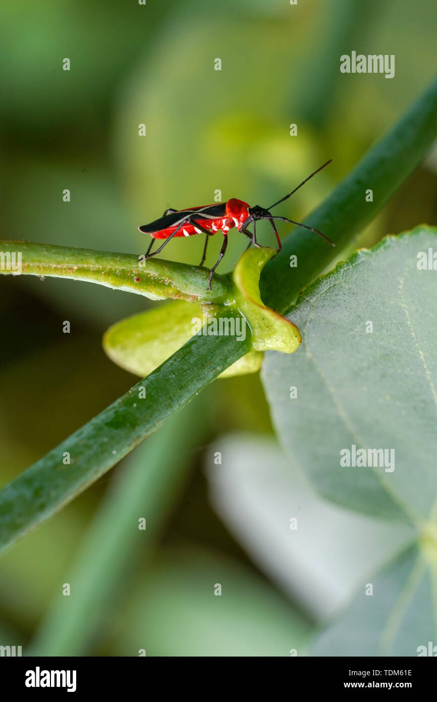 Cotton stainer bugs Stock Photo - Alamy