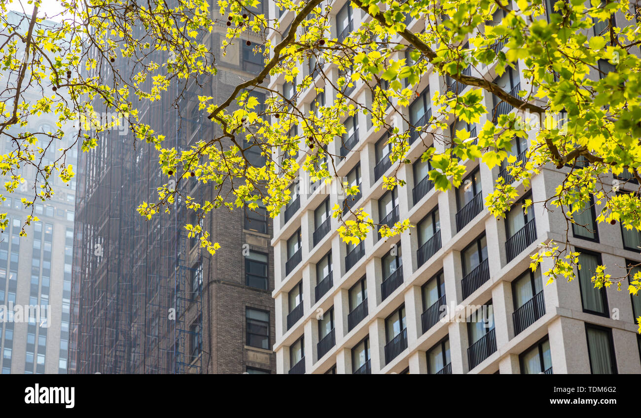 New York, Manhattan downtown, springtime. Skyscrapers behind fresh tree ...