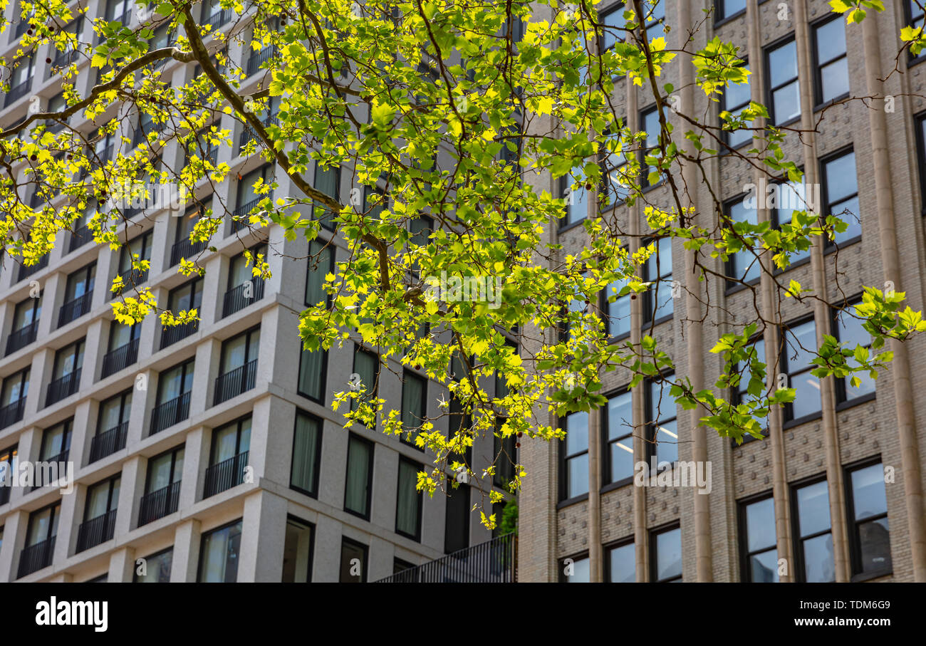 New York, Manhattan downtown, springtime. Skyscrapers behind fresh tree ...