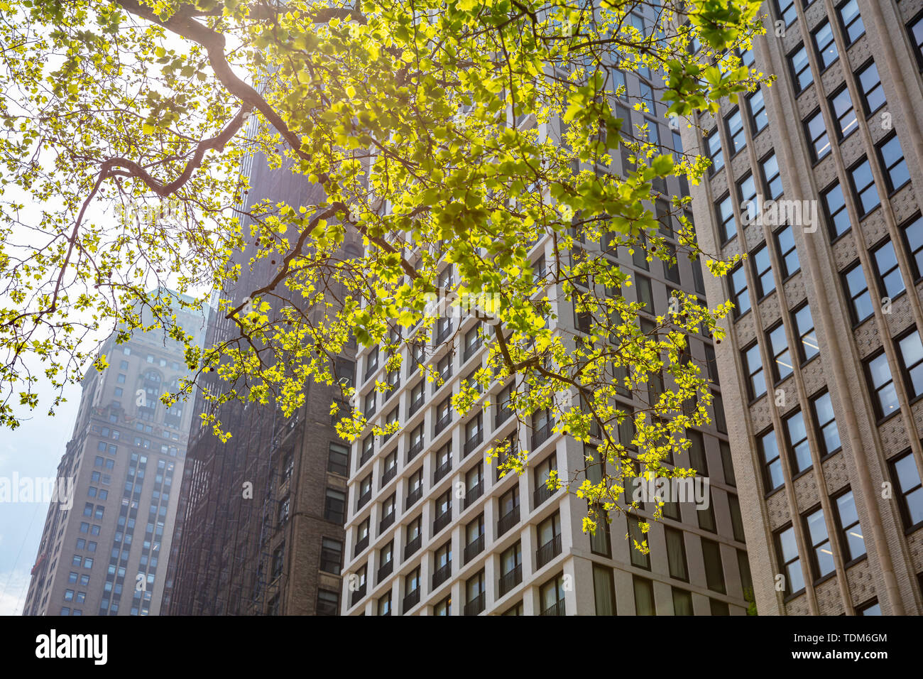 New York, Manhattan downtown, springtime. Skyscrapers and fresh leaves ...