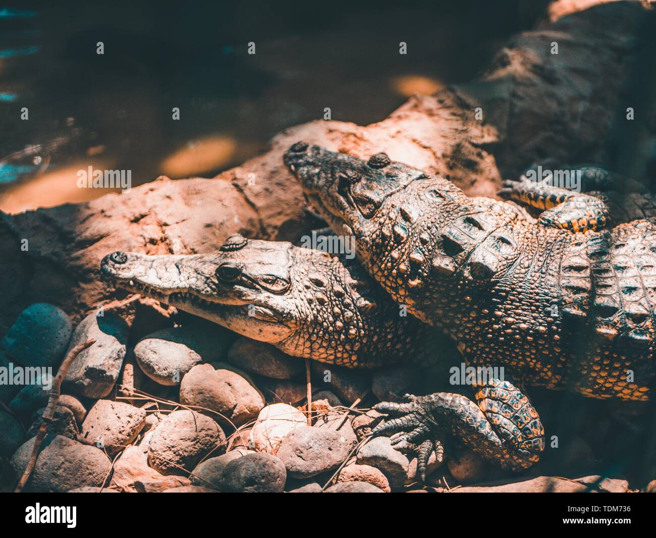 Small alligators laying on top of each other Stock Photo - Alamy