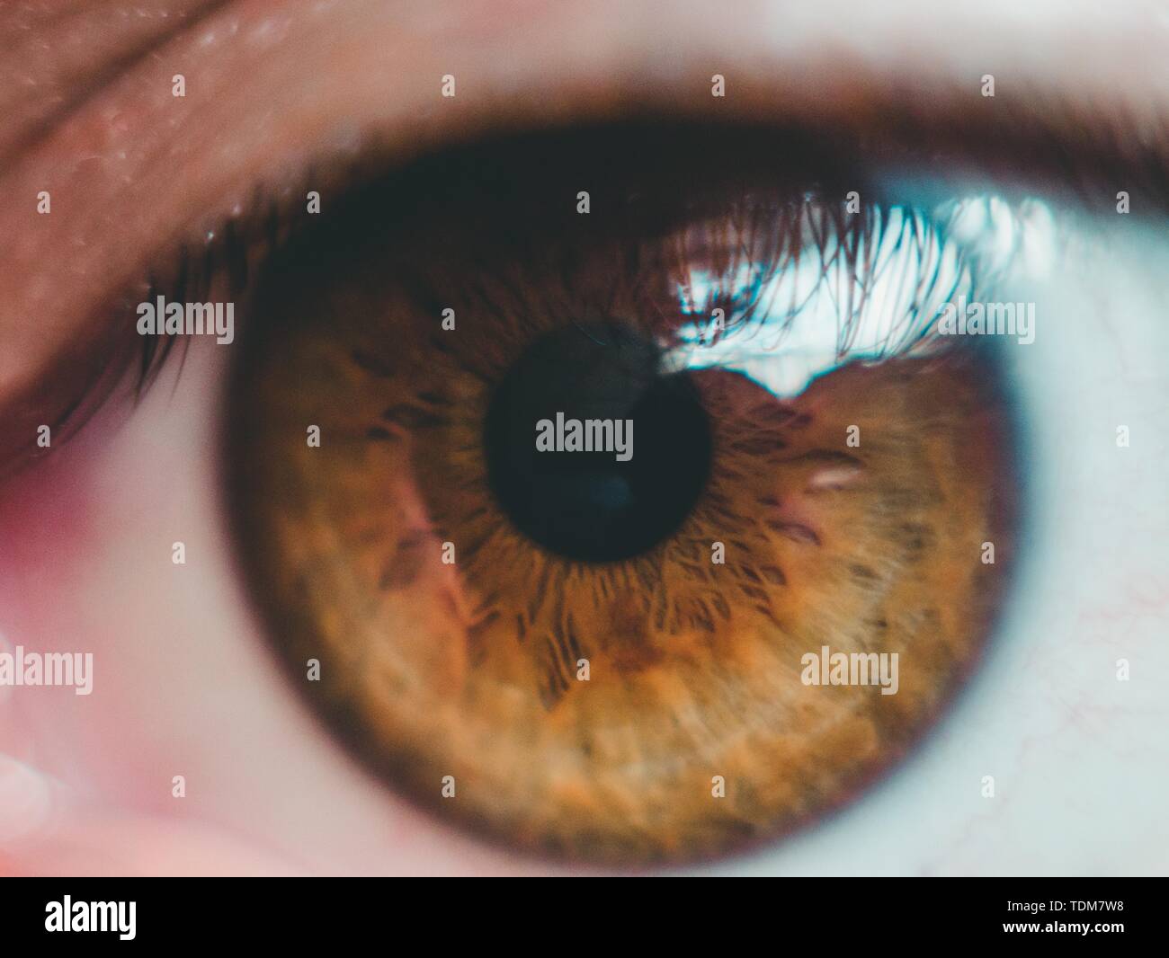 Brown eye male model hi-res stock photography and images - Alamy
