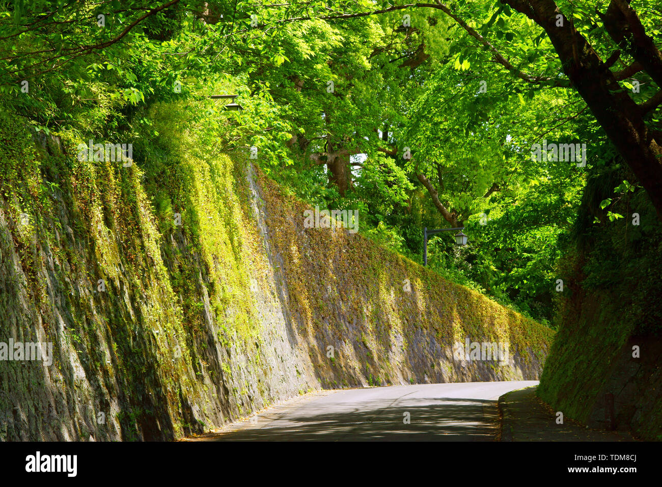 Stone Wall and fresh green Stock Photo - Alamy