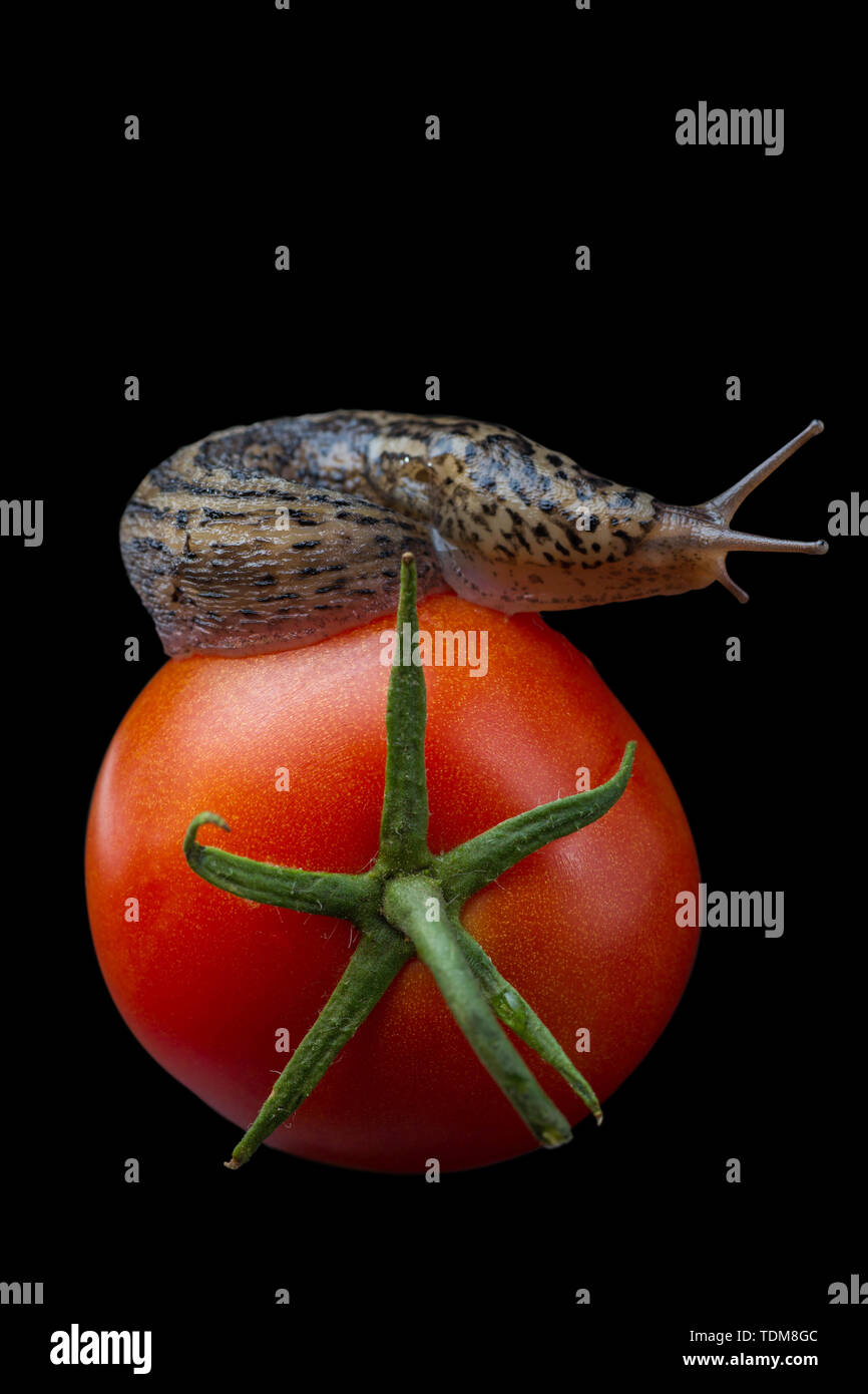 Yummy slug diet hi-res stock photography and images - Alamy