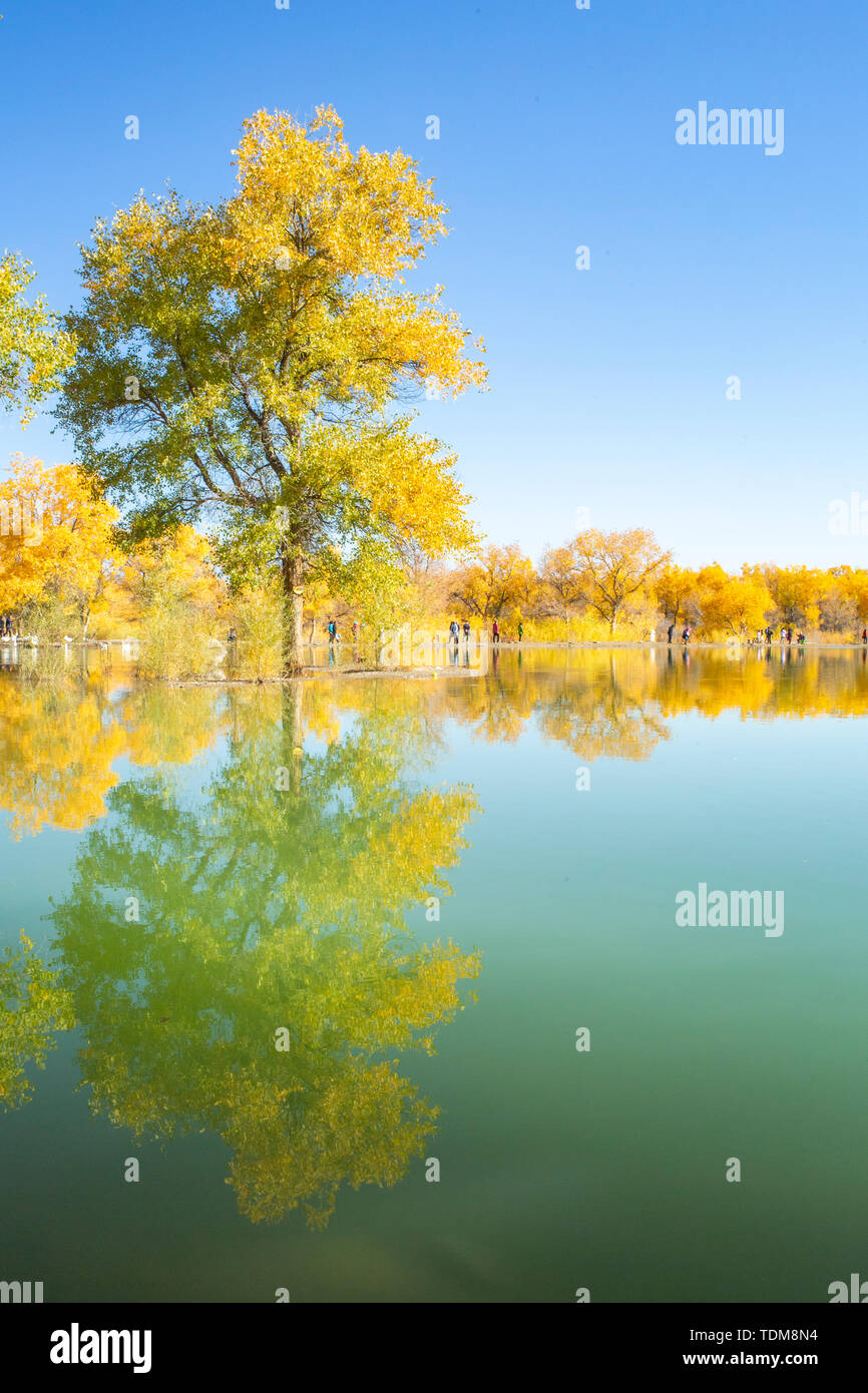 Jinta Hu Yang Lin Stock Photo - Alamy