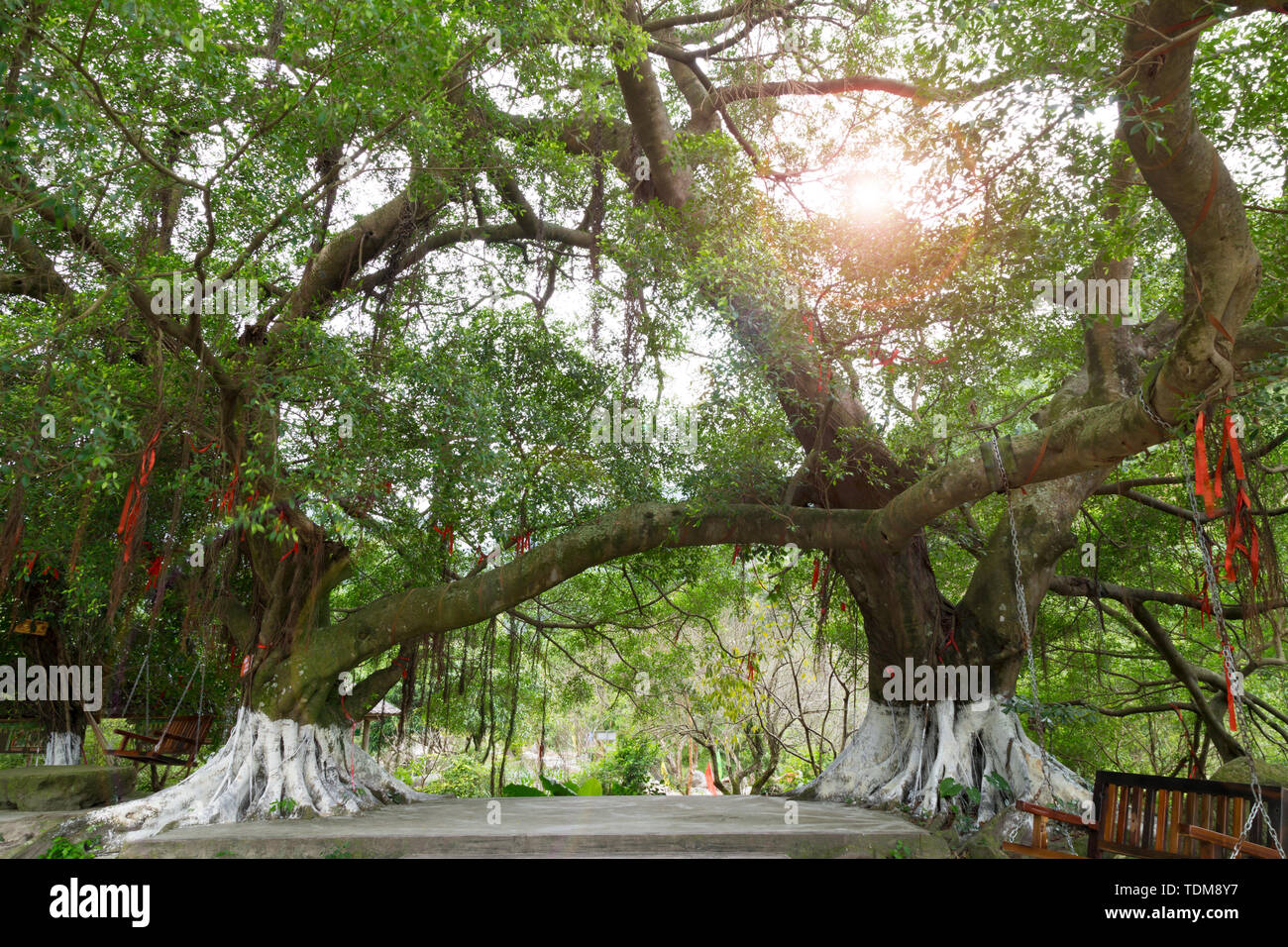 Green tree boulevard Stock Photo - Alamy