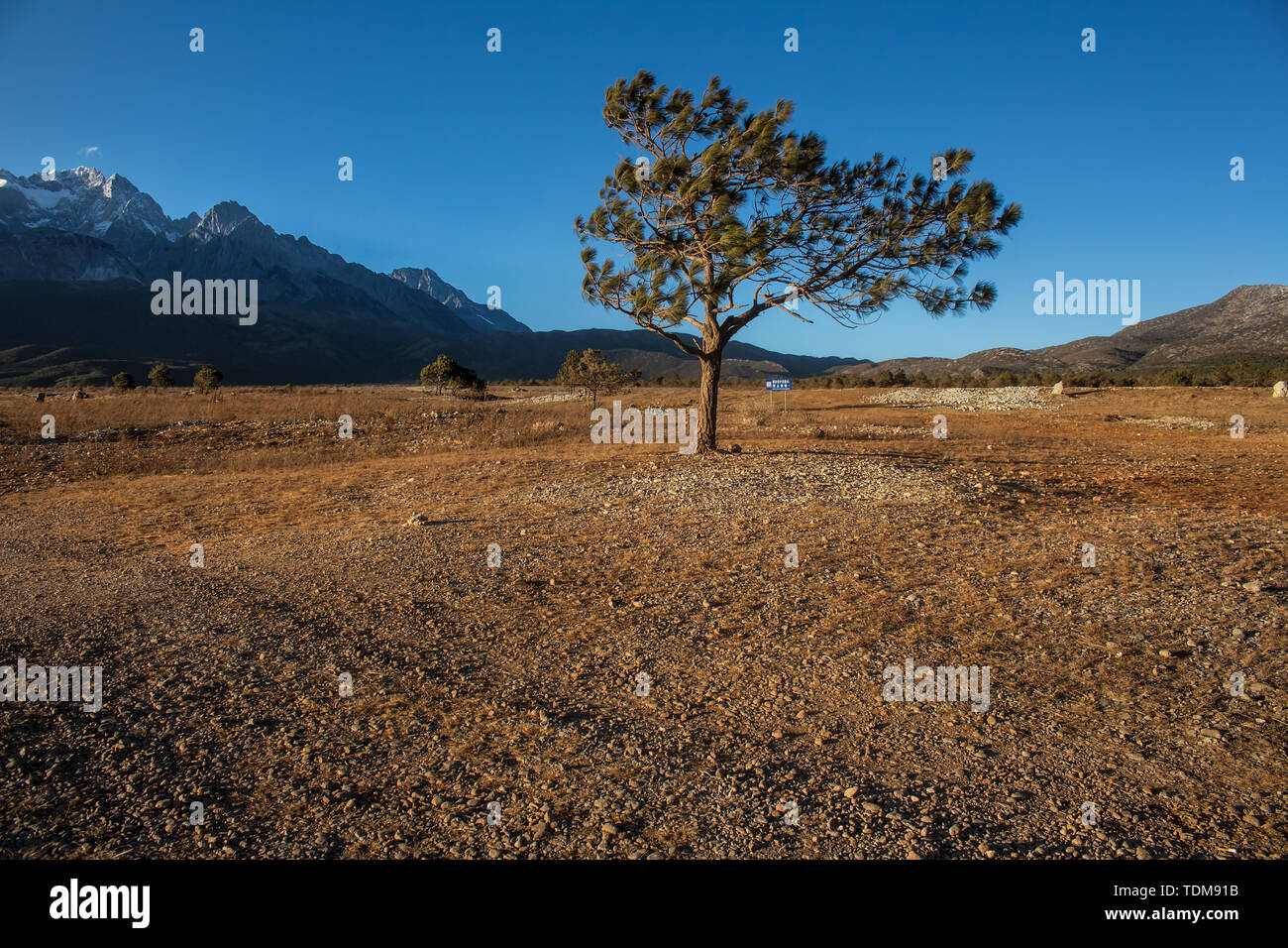 Lone dry tree under hi-res stock photography and images - Alamy