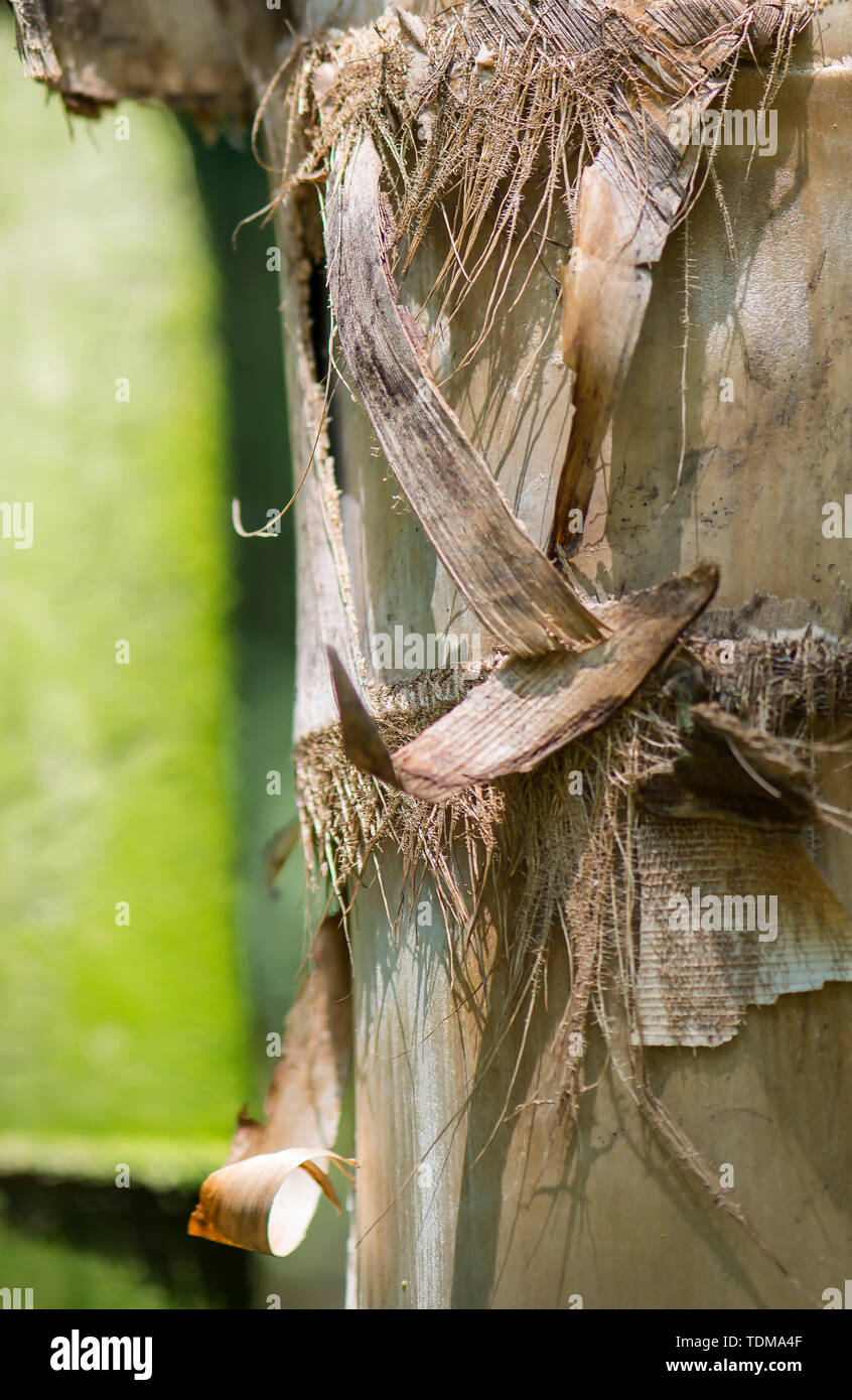 Bamboo shell hi-res stock photography and images - Alamy